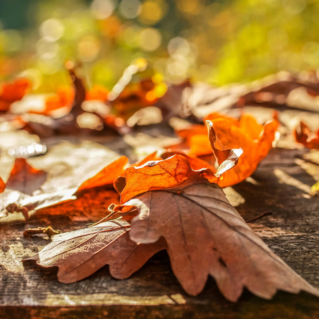 Falling Leaves | Leaves Type – Deep South Fragrance