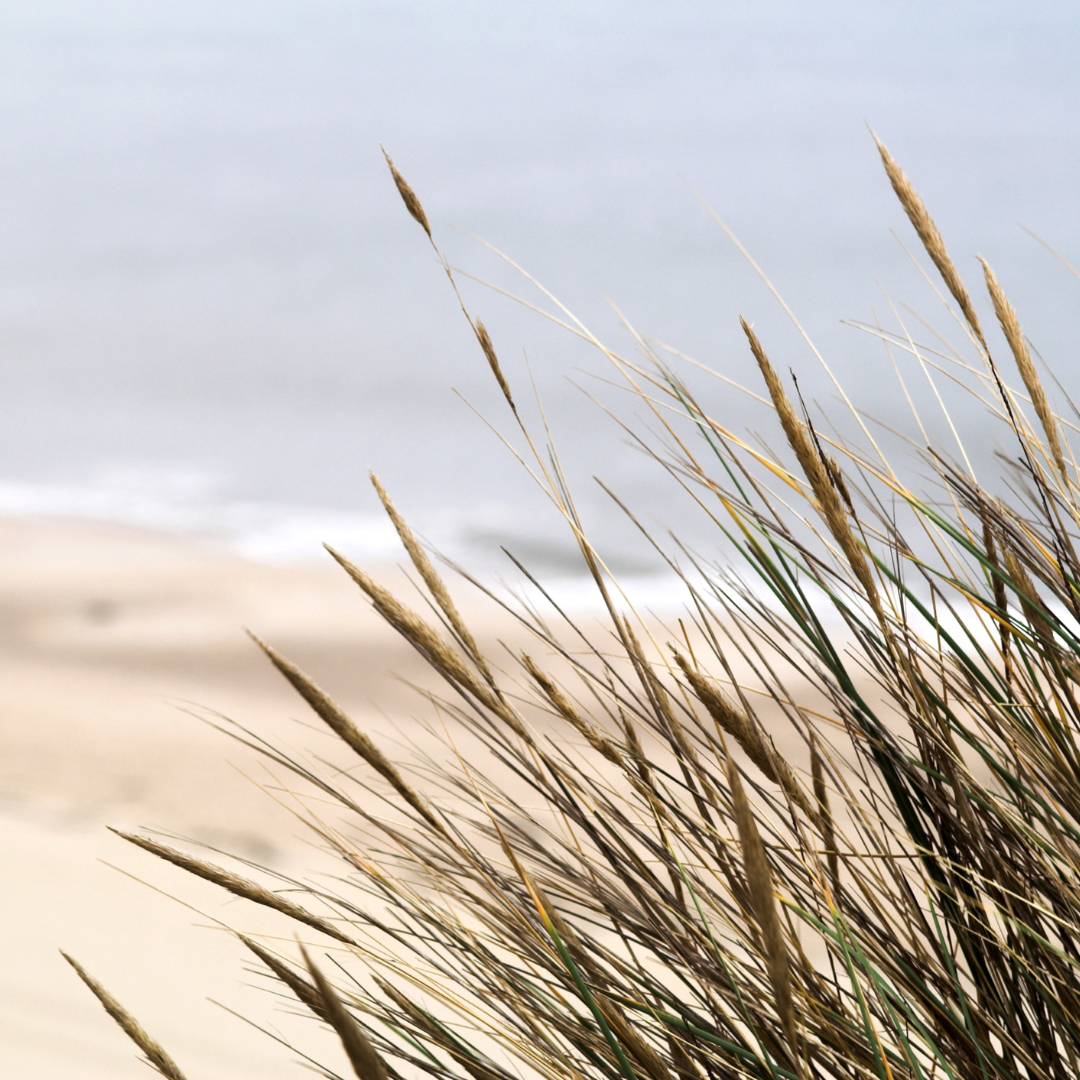 Caribbean Seagrass – Deep South Fragrance