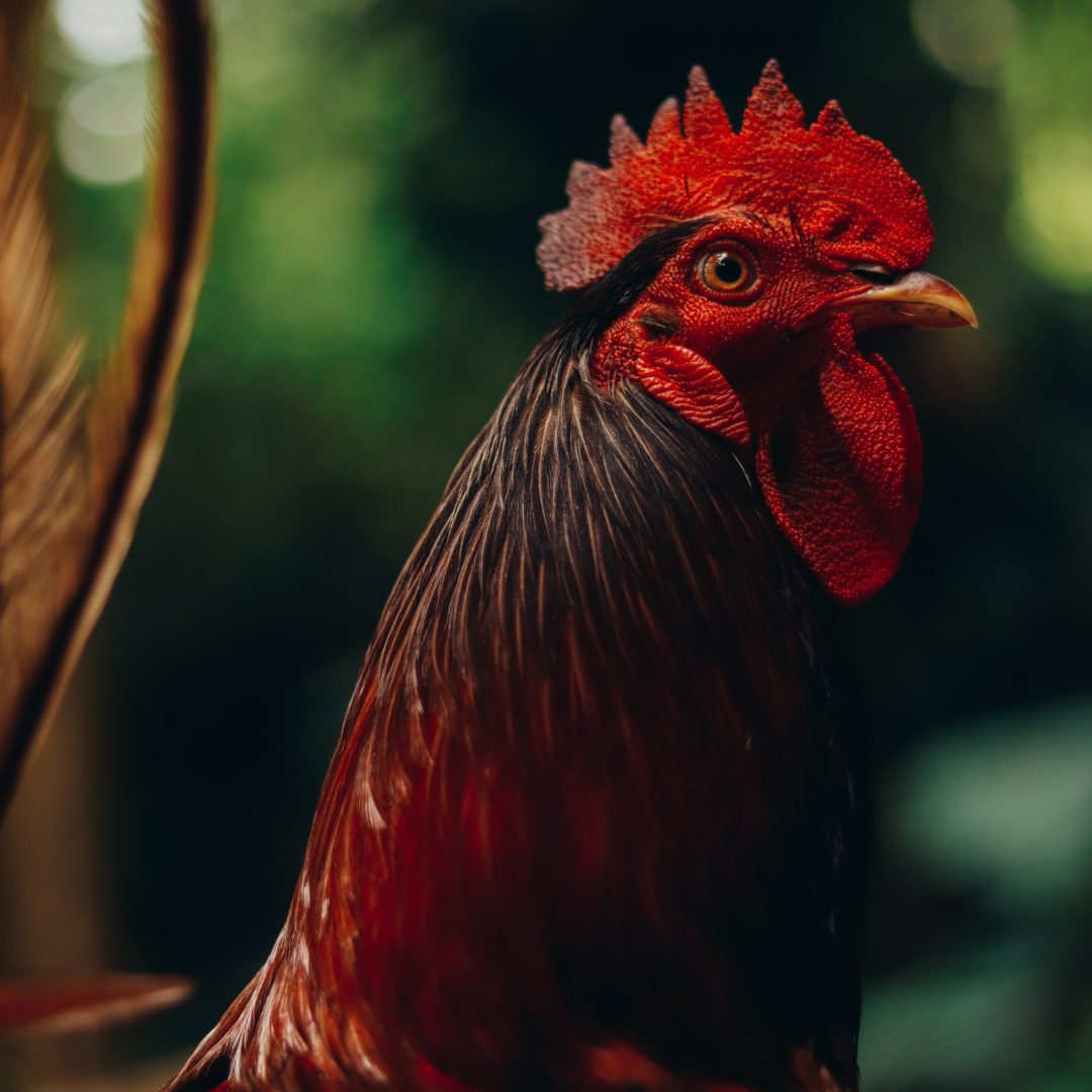 Sweet Rooster | Sweet Orange and Chili Pepper Type – Deep South Fragrance